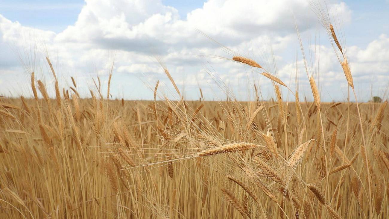 Turquie: des progrès entre la Russie et l'Ukraine sur l'exportation de ...